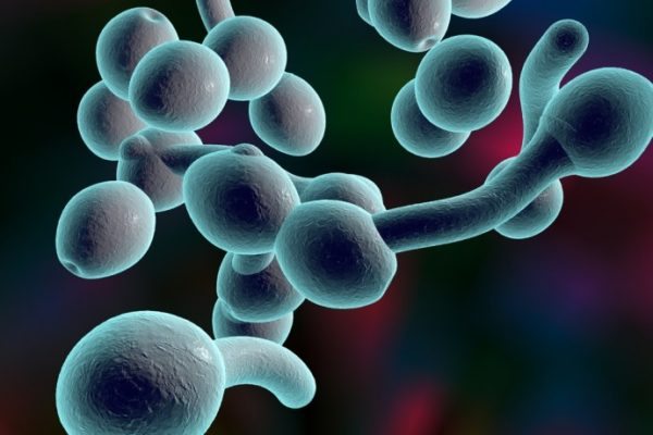 Candida Albicans et champignons : les remèdes - La Lettre du Docteur Rueff